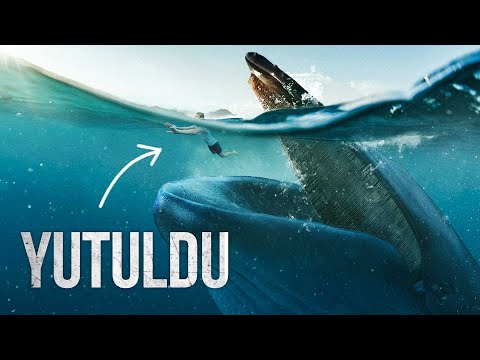 Balina Tarafından Yutulan İnsanlar | Nasıl Hayatta Kaldılar?