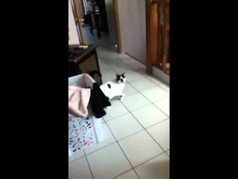 Cat is scared by ceiling fan! - YouTube