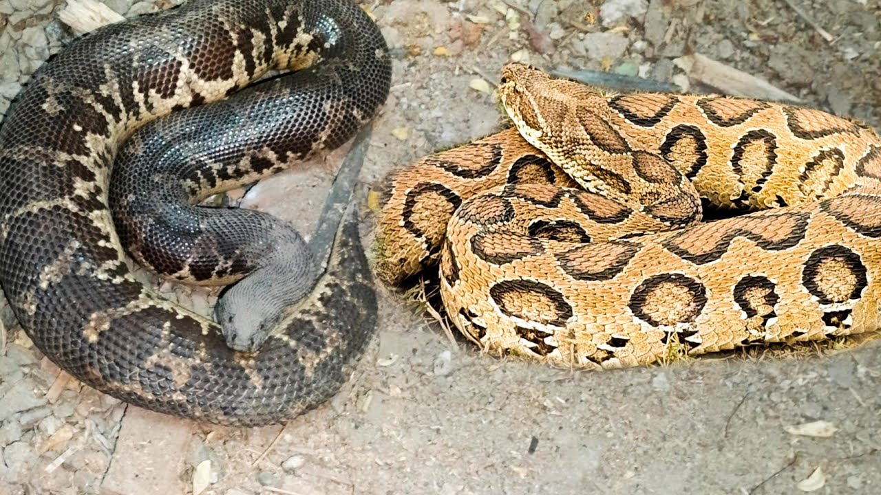 || दोमुही साप और रसल वाइपर में अंतर || Difference Between Russells Viper And Common Sand Boa ...