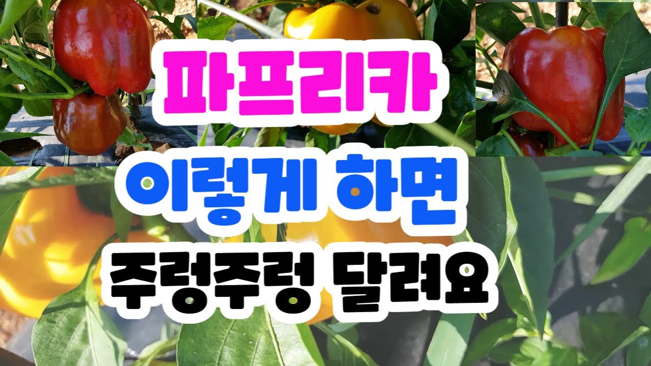파프리카 파프리카 곁순 따기 파프리카 한 포기만 심어도 한 가정 충분히 먹을 수 있어요 Youtube