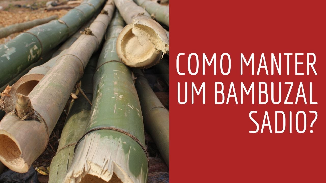 Dicas para manejo adequado de bambu - YouTube