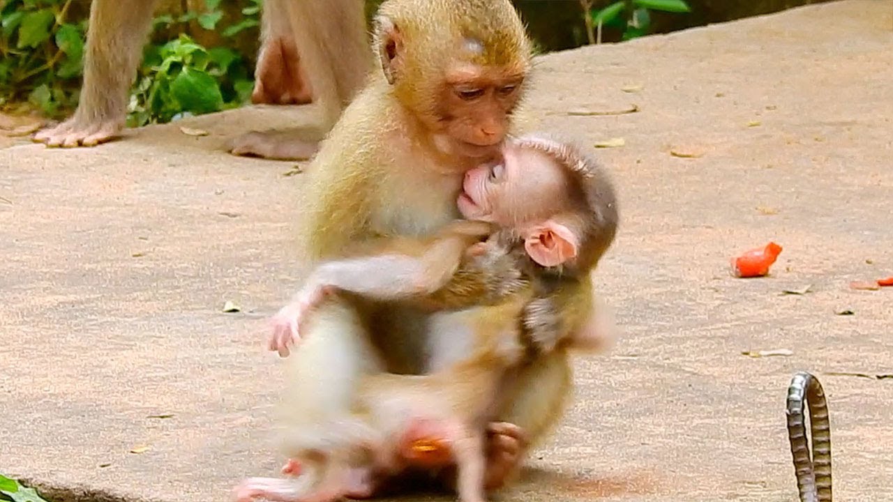 Very nice clip ! Look very interesting tiny sister Rainbow hug sweetly ...