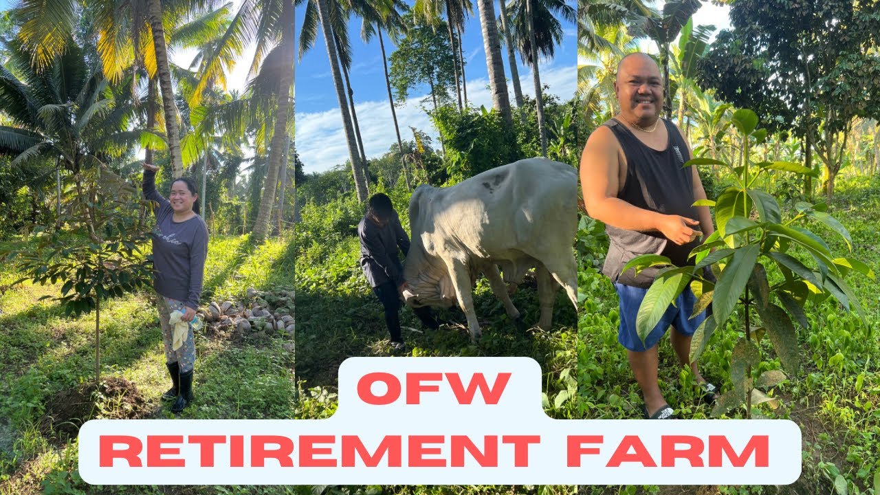 Farm Visit/Unang visit ni Langlang sa Farm at sa alagang baka🐮 - YouTube
