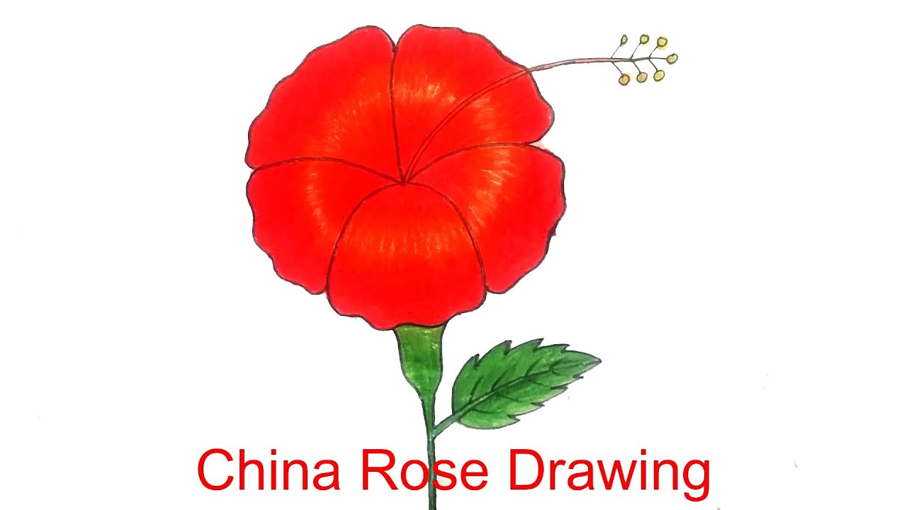 China Rose Drawing || How to Draw China Rose Step by Step || Easy ...