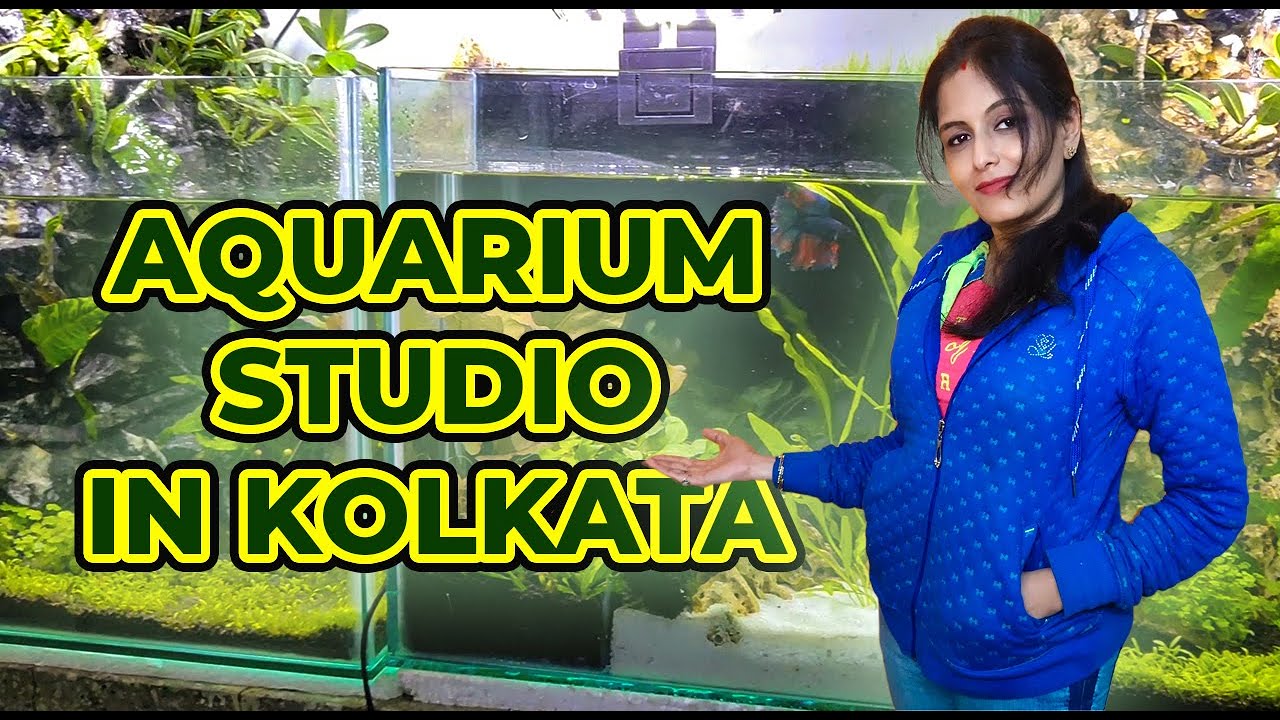 Best Aquarium Studio in kolkata for designing unique custom exotic fish ...