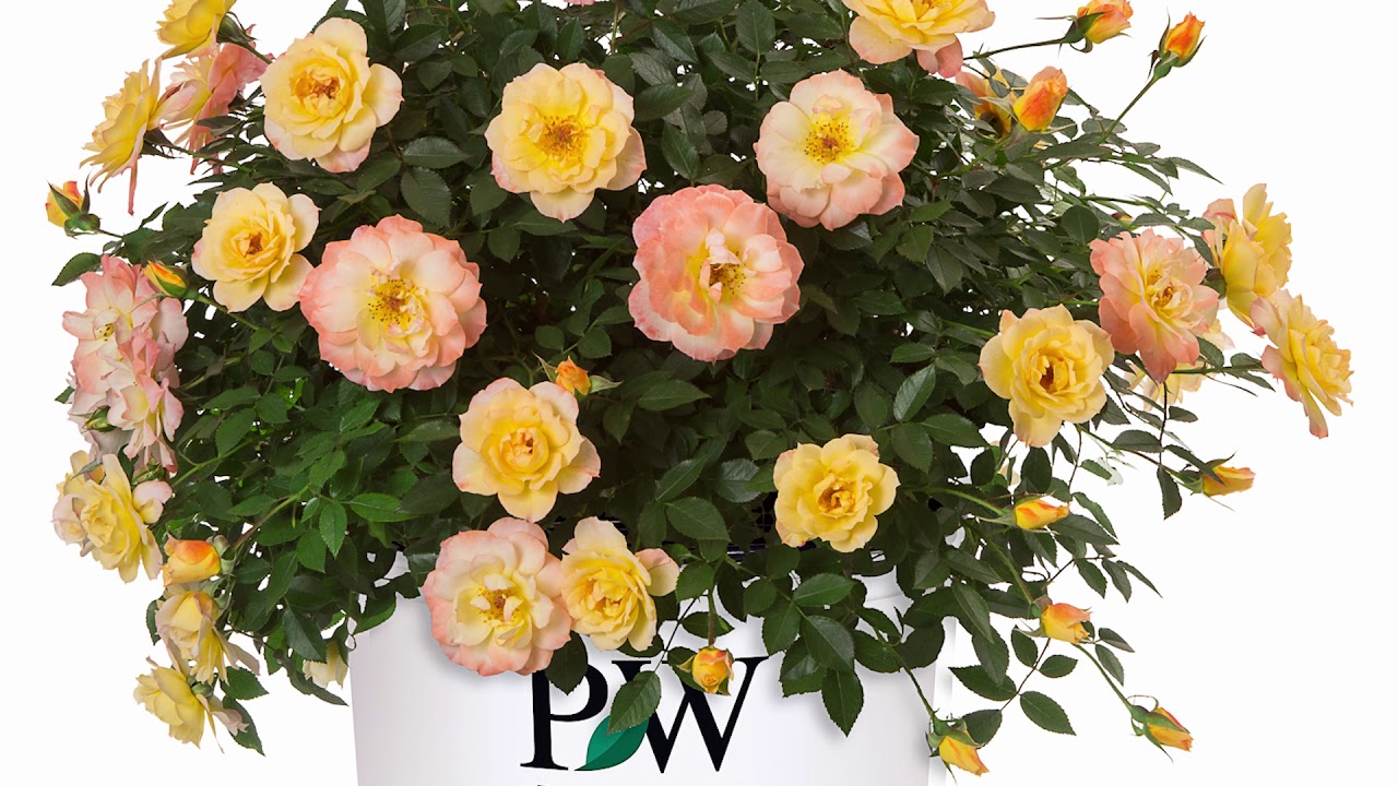 Les roses!!! - YouTube