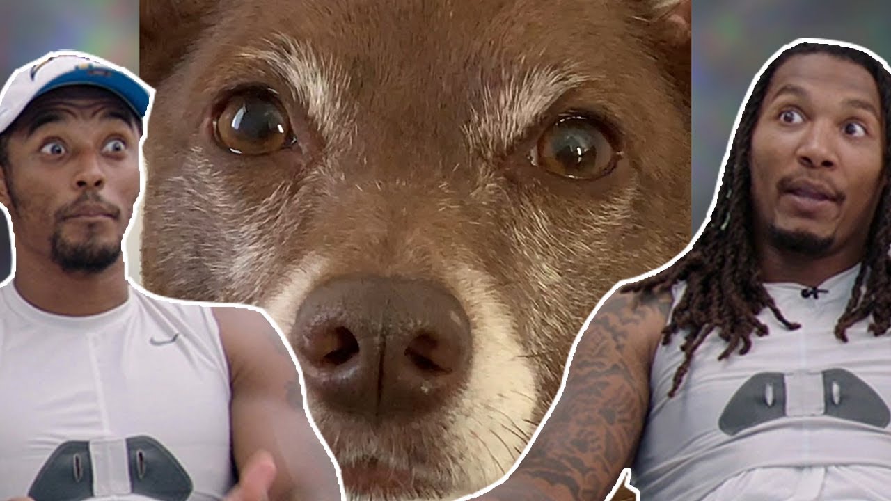 Chargers DBs Answer Questions from Fans… and Dogs? | LA Chargers - YouTube