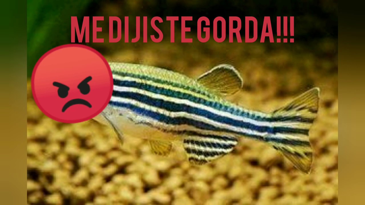 Reproducción pez cebra en cuarentena - YouTube