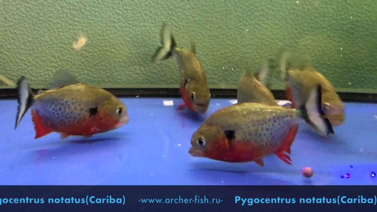 Pygocentrus notatus (Cariba) 7-9cm - YouTube