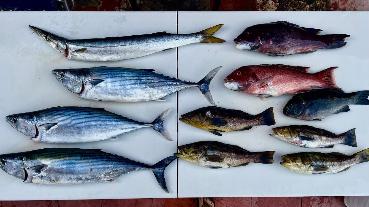Spearfishing/Fishing Ensenada Mexico | Bonitos, Barracudas, Calico Bass ...