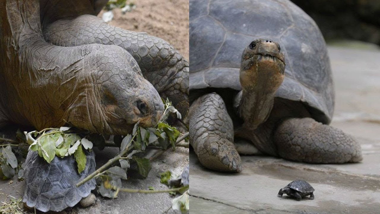 This 80-Year-Old Tortoise Stunned Keepers When She Laid The Most ...