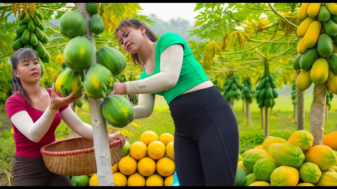 TIMELAPSE -- Harvest Giant Ripe Red Papayas, Transport Go to Market ...