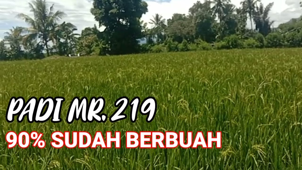 PADI MR. 219 UMUR 70 HST - YouTube