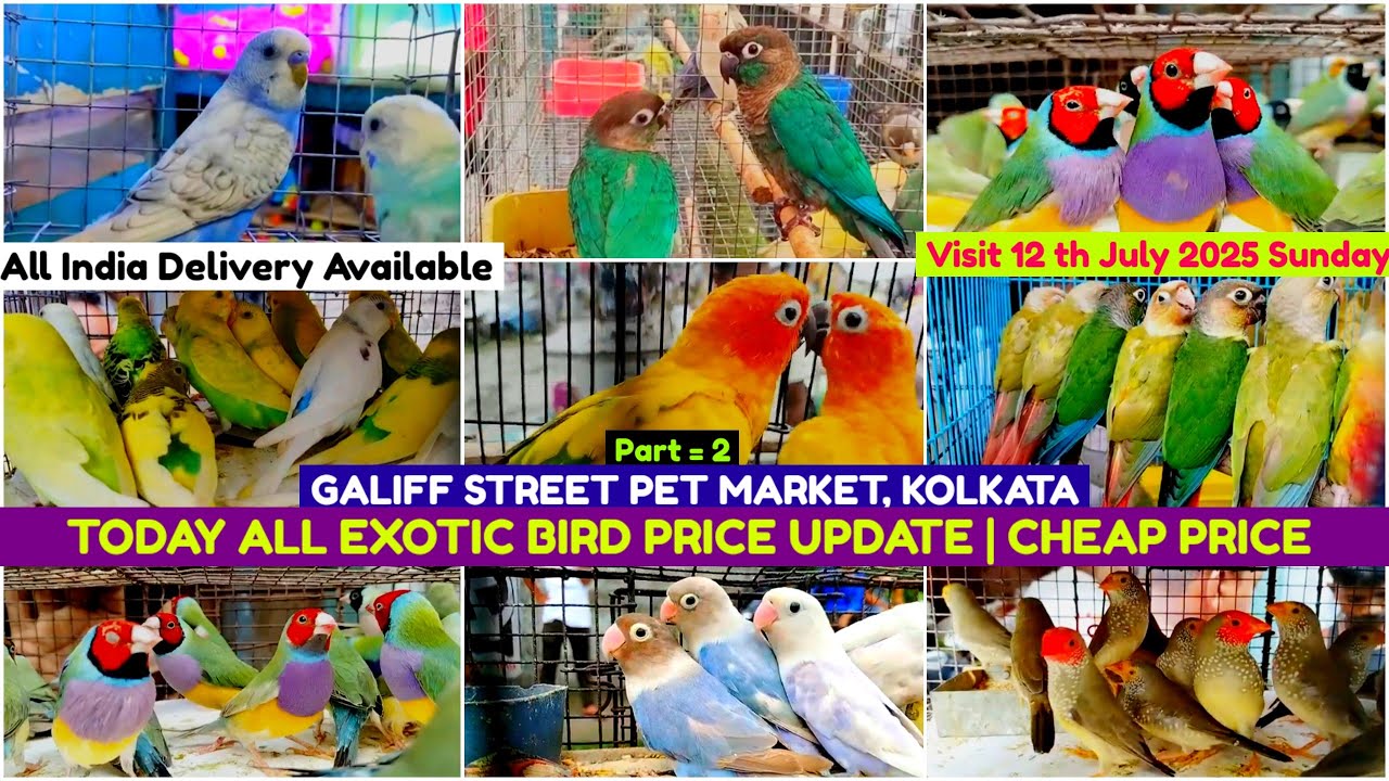 Kolkata Bird Market | Exotic Bird Price Update | Galiff Street Pet ...