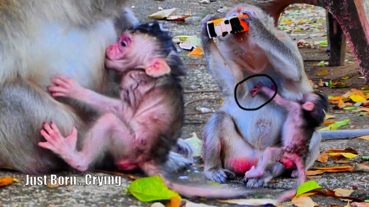 My God, Just born baby newborn monkey EMOLY c-r-ying h-a-rd-ly to cling ...