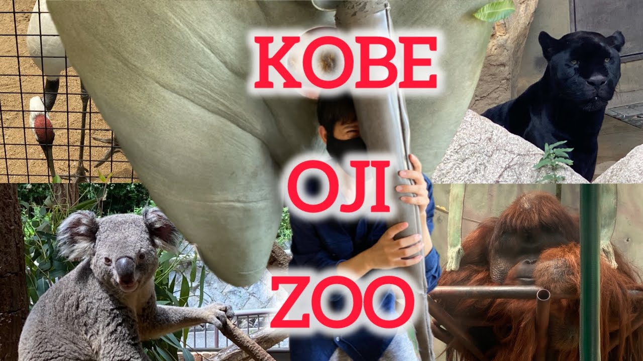 Kobe | Day Trip to KOBE OJI ZOO in Hyogo - YouTube