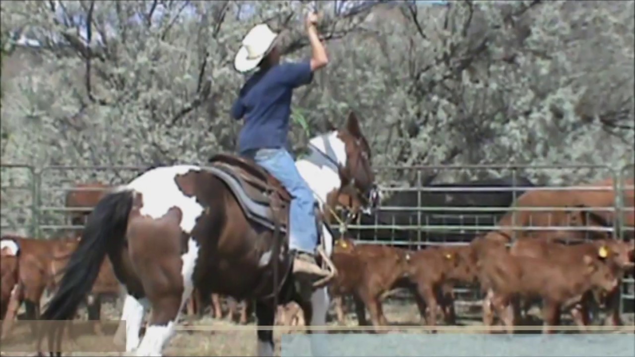 Kids Ranch/Rodeo Horse - YouTube