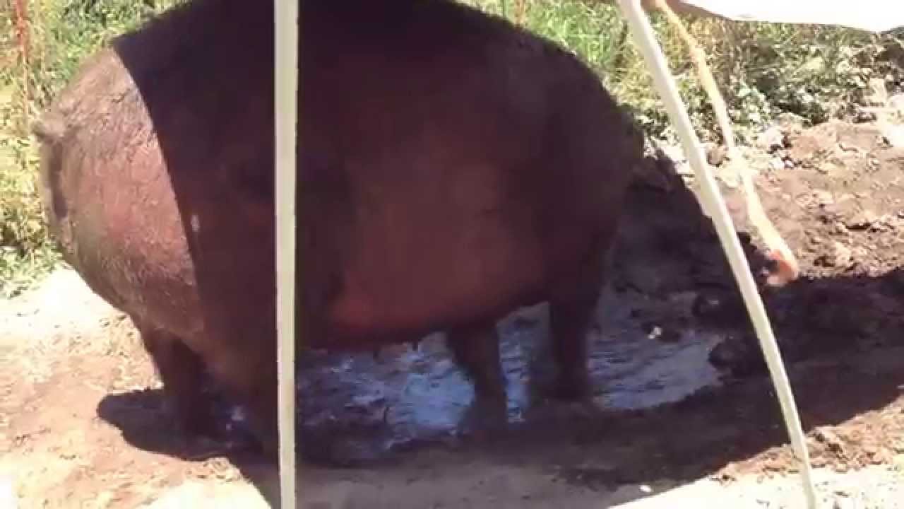 Injured Pig - 1 - YouTube