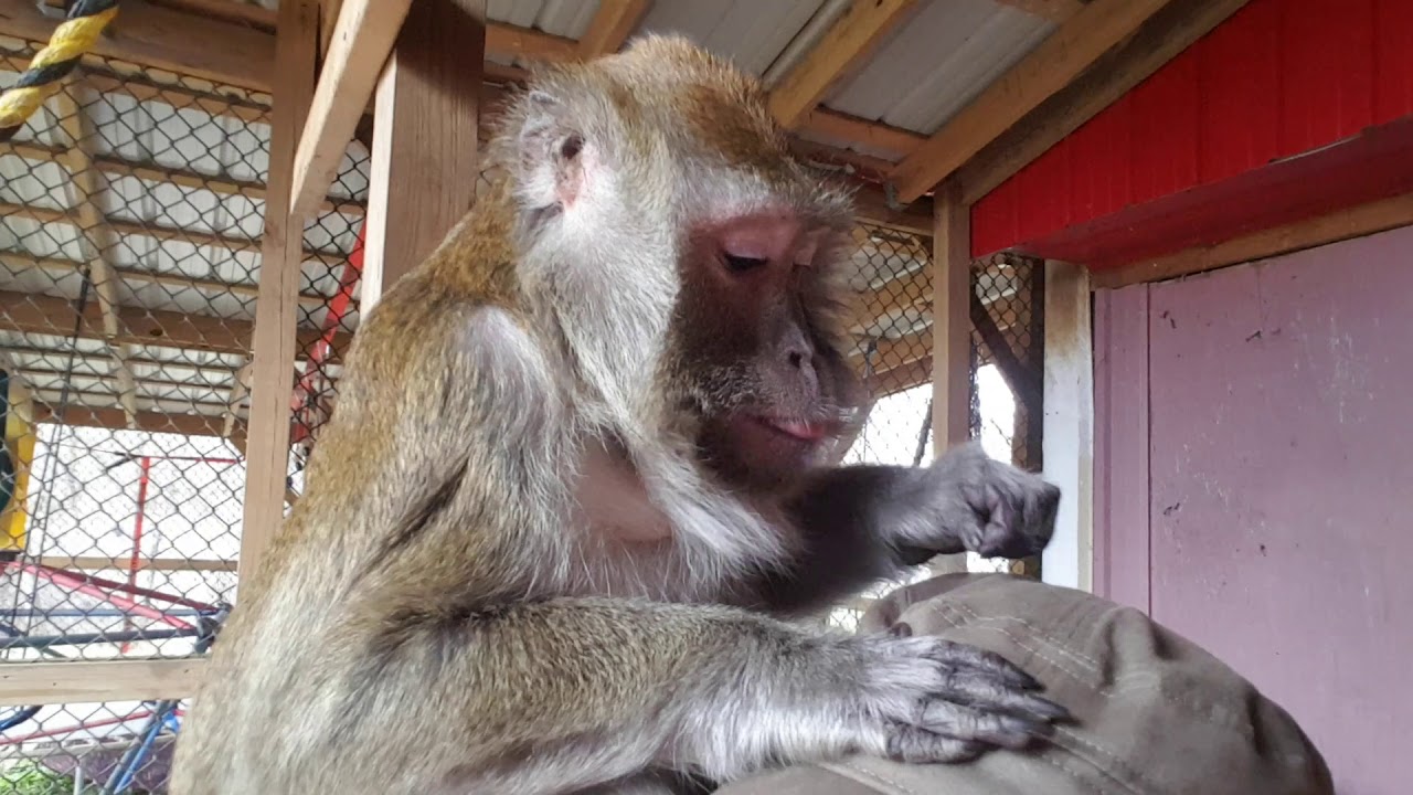Monkey Veggie Box For Bugs Bullock - YouTube
