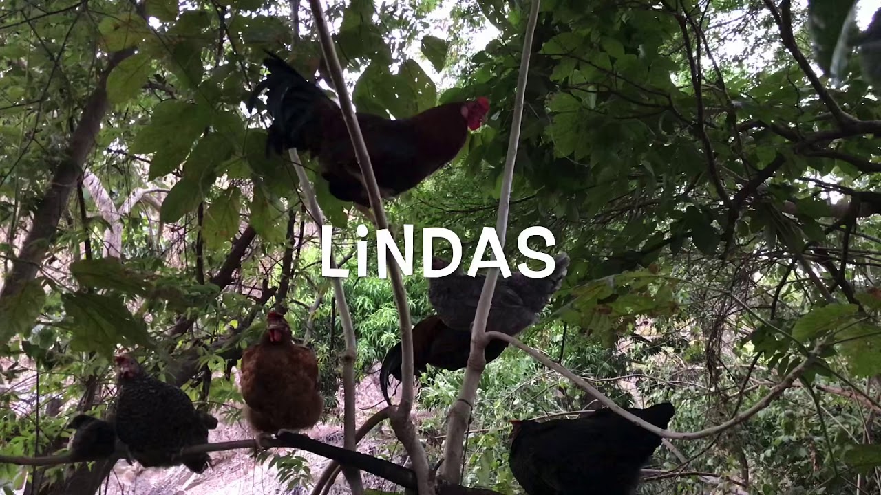 Lindas Aves de mi Granja casera arriba del árbol #gallinas #aves # ...