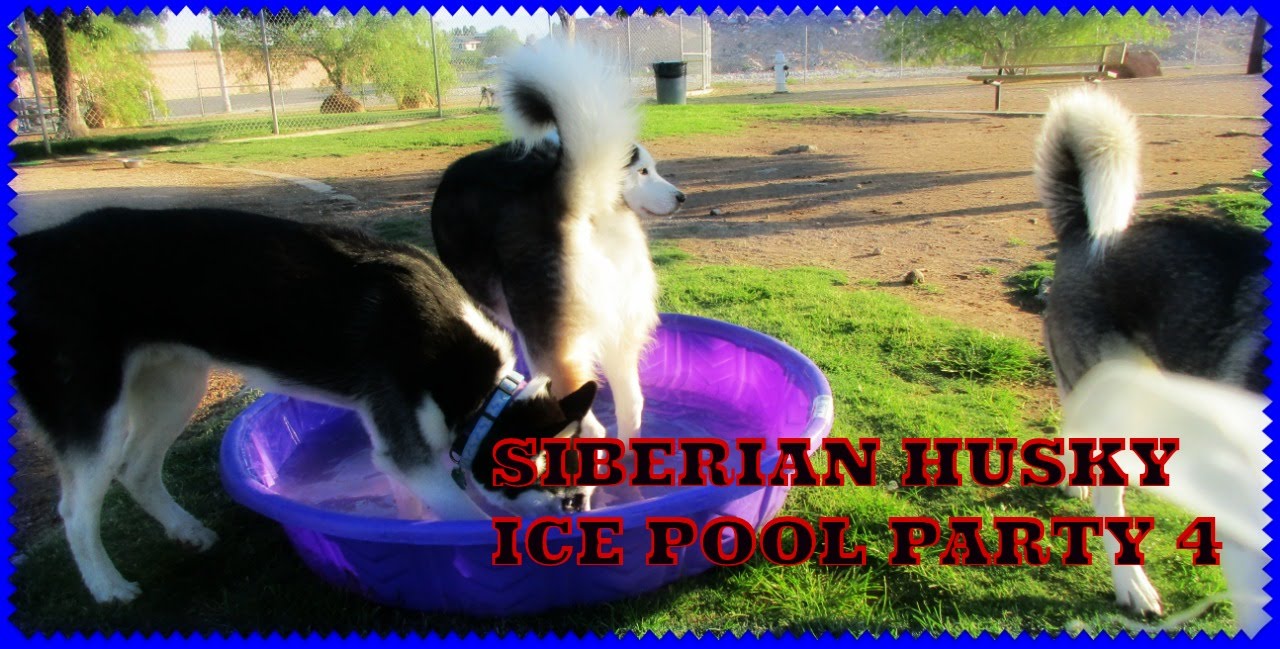 SIBERIAN HUSKY ICE POOL PARTY 4 DOG PARK 147 - YouTube