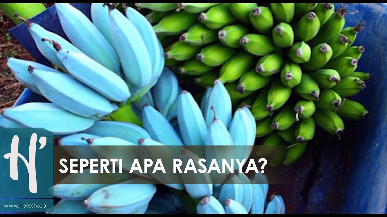 Buah Unik Pisang Biru, Rasanya? - YouTube