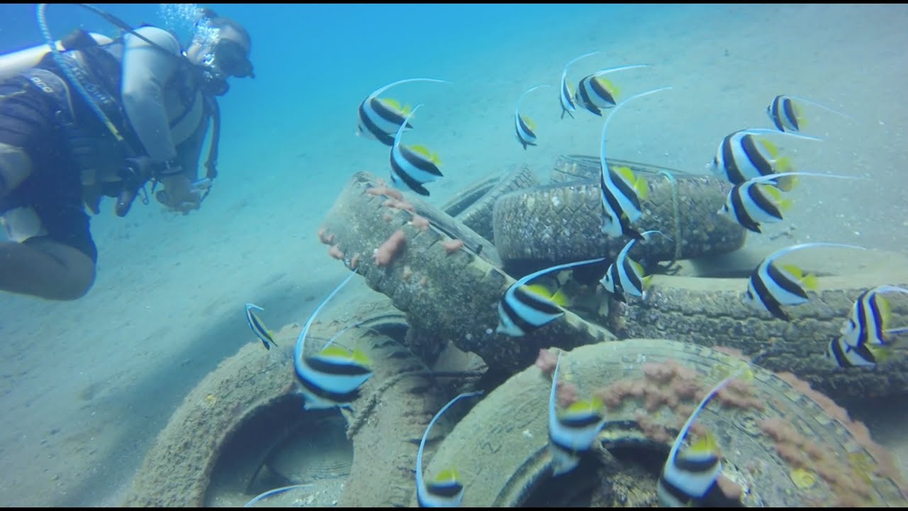 Roda Reef - Dili, East Timor - YouTube