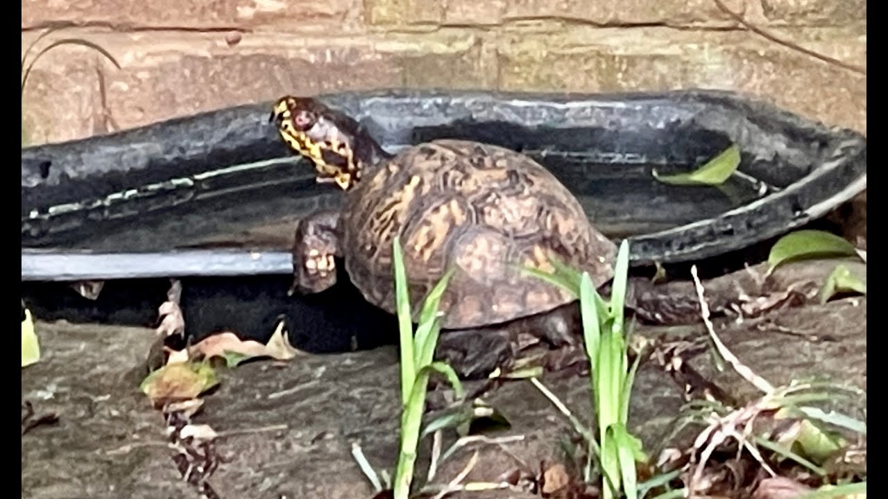 A Turtle Bathing - YouTube