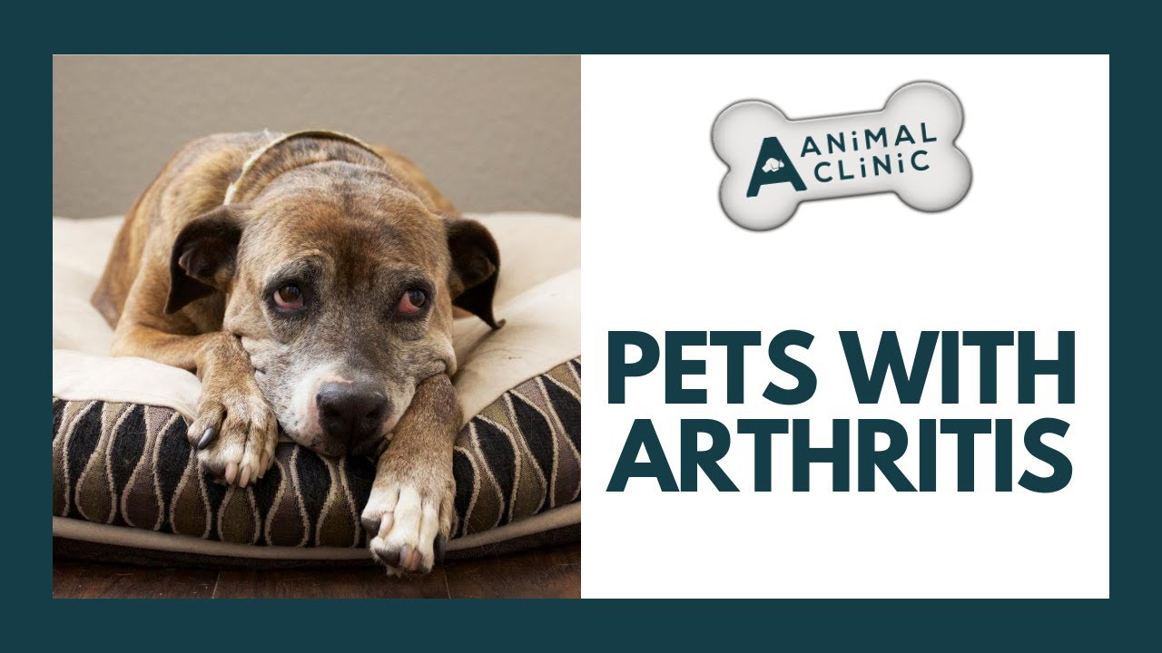 Pets With Arthritis | A-Animal Clinic | Fort Worth, Texas - YouTube