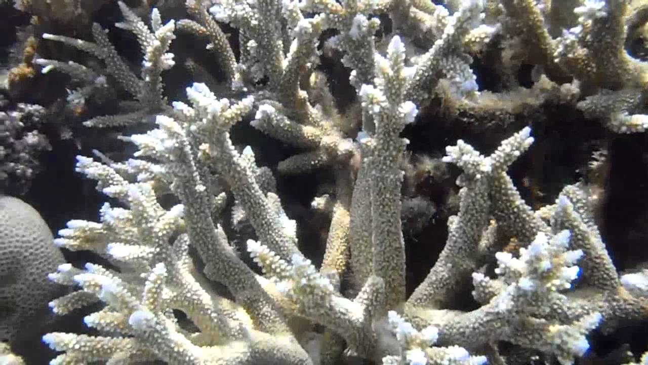 Video water plouf plouf,Moofushi! - YouTube