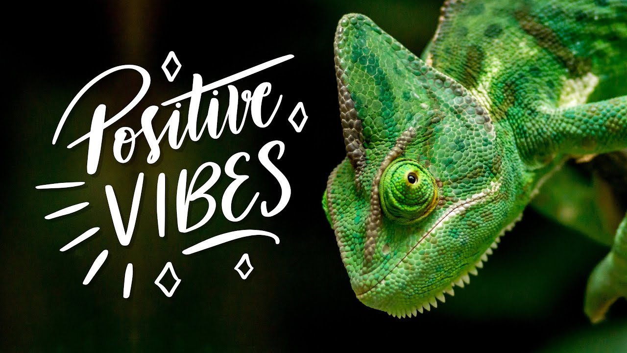 DEEP VIBE FM 001 | Beautiful Wildlife Animals and Relax Music for ...