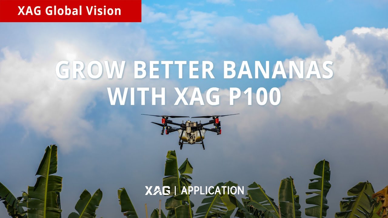 Application | How to Spray Bananas with XAG P100 Drone? - YouTube