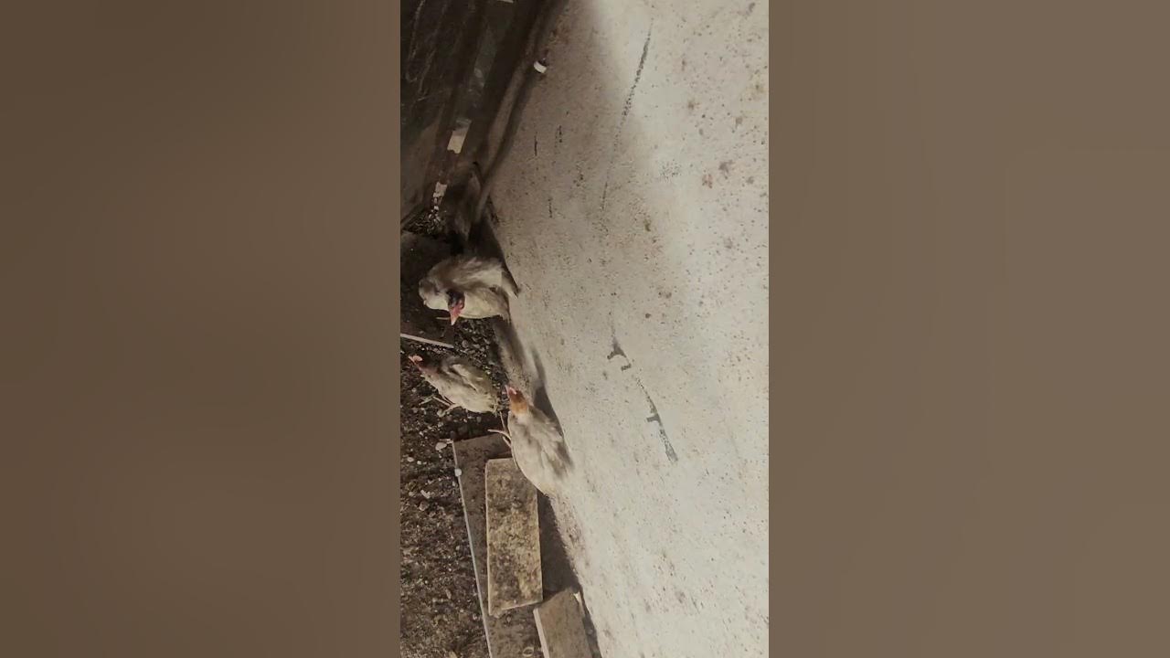 aaj me safai krte krte bohot thak gya - YouTube