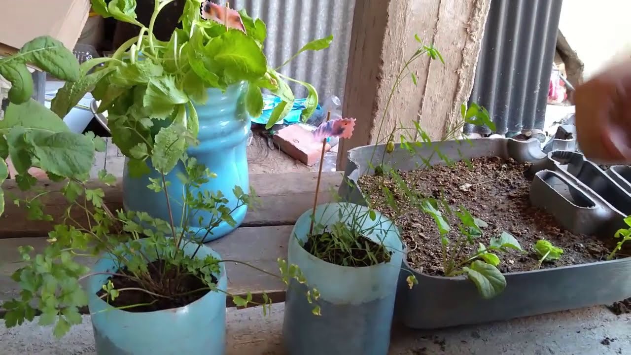 PRESENTACIÓN Biohuerto🌱 en Casa🏠 - Ciencia y Tecnología 🧪 - YouTube