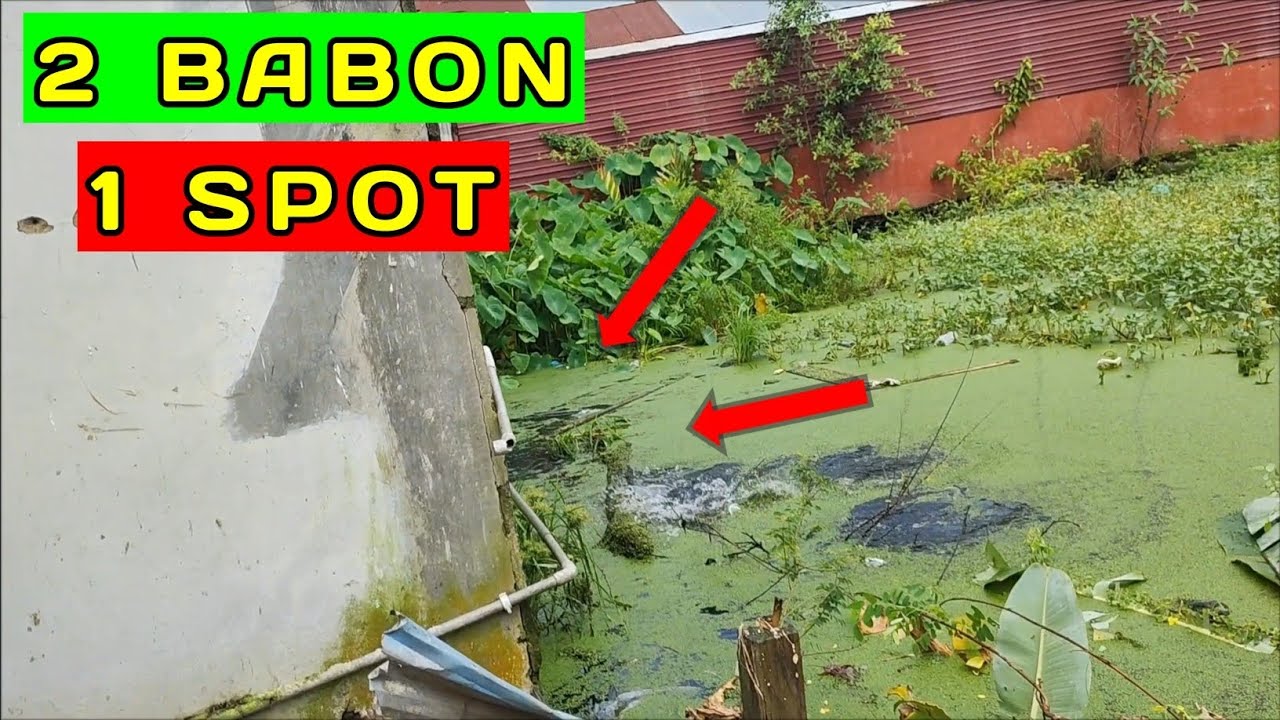 2 IKAN GABUS BESAR, DI DALAM 1 SPOT || CASTING GABUS || KALIMANTAN ...