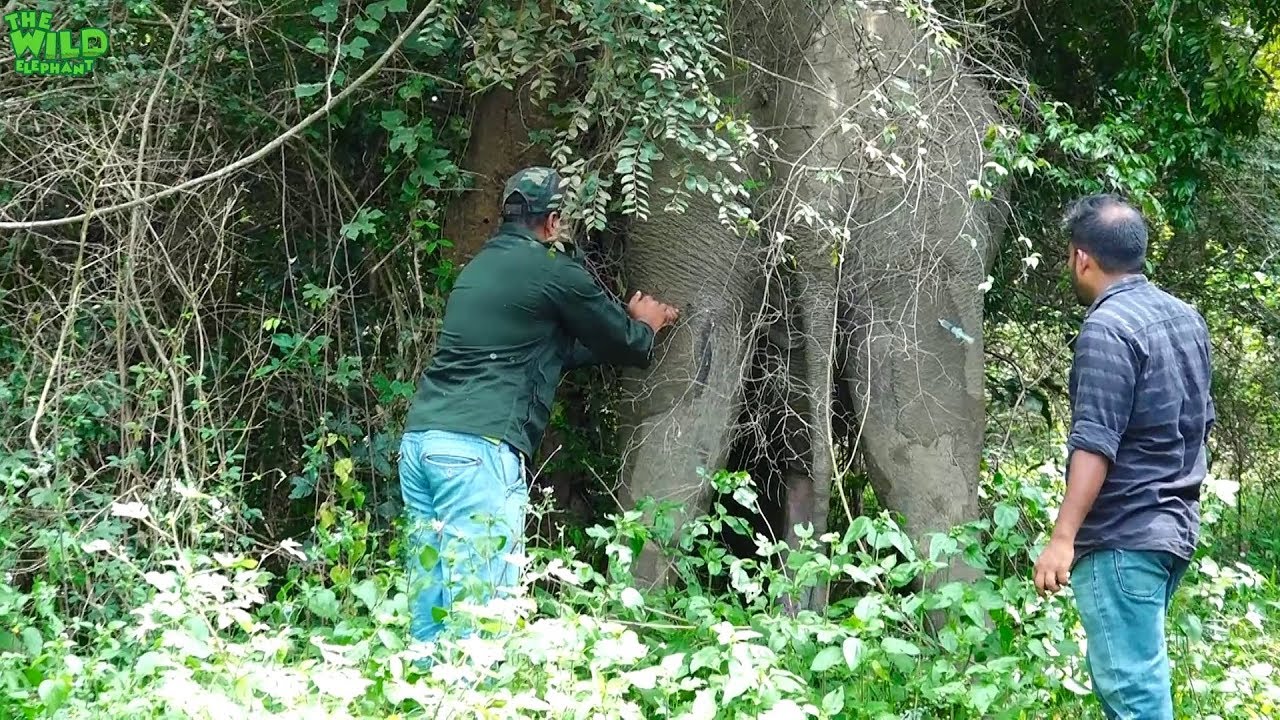 Taming a beastly elephant before giving it treatments. Adventures of a ...