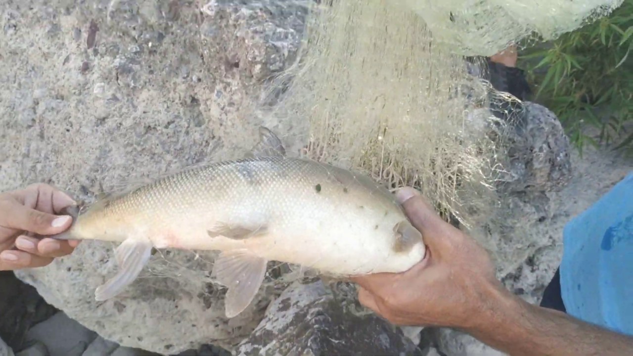 BALIK AVI-(2019) - YouTube