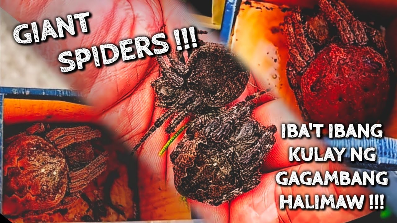 GIANT NA MGA GAGAMBA NA MAY IBA'T IBANG KULAY !!! - YouTube