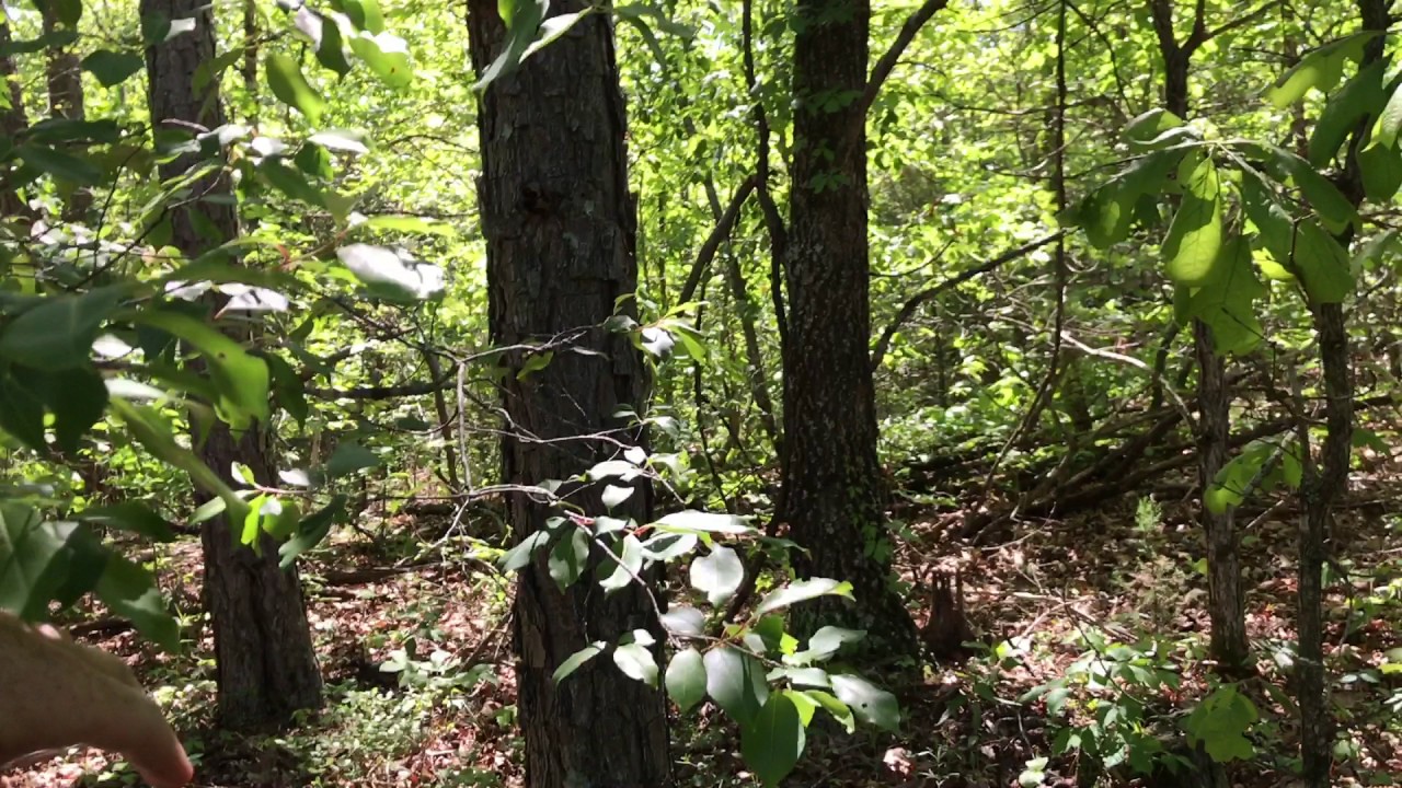 5 acres at Turkey Hollow - ON National Forest - InstantAcres.com - Only ...