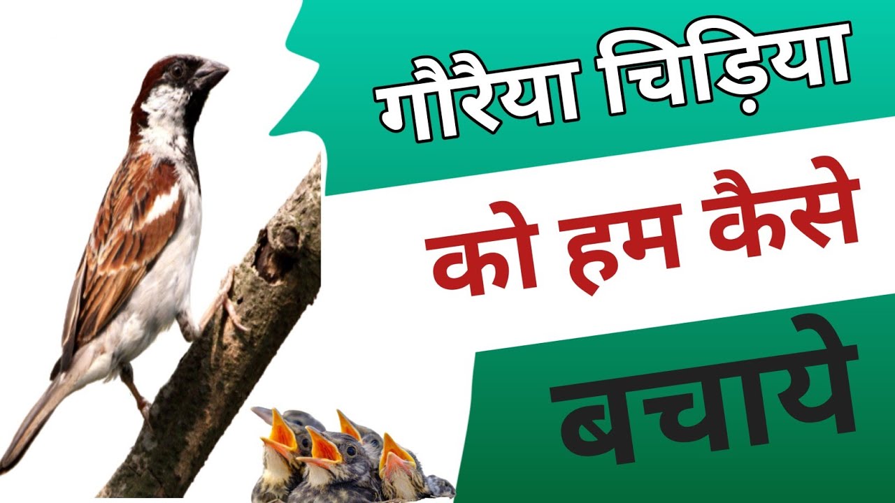 Gouraiya Chidiya Ko Kaise Bachaye | Save Sparrow Birds - YouTube