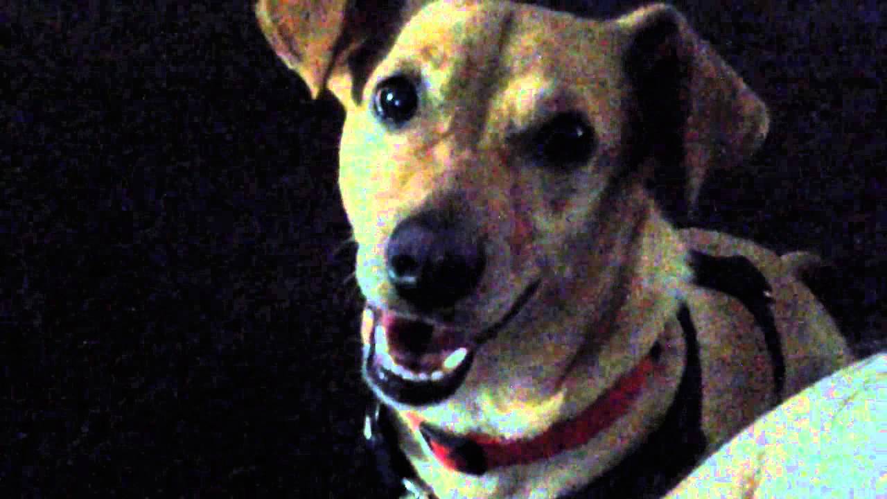 Kobi the dog smiles! - YouTube