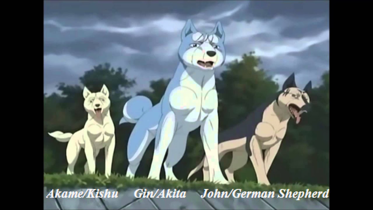 The Ginga series canines are NOT wolves!! - YouTube