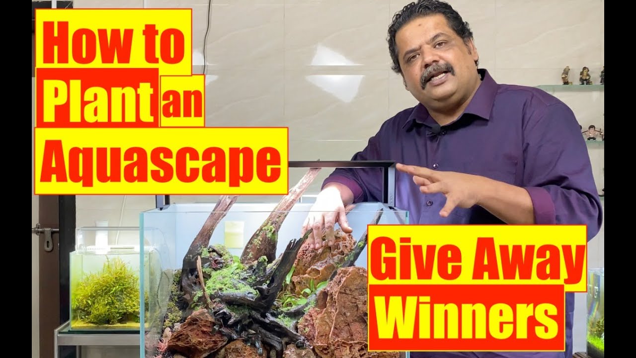 How to Plant an Aquascape | Planting a Nature Aquarium | Mayur Dev Aquascaper 4K - YouTube