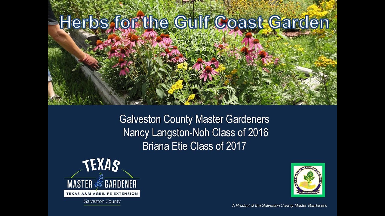 Herbs for the Gulf Coast Garden - YouTube