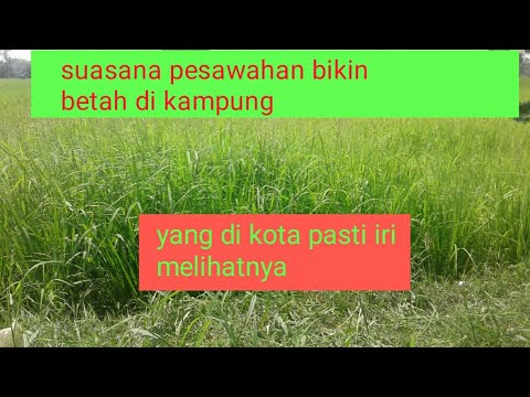 aktifitas ku di sawah , membersihkan rumput yang di sekitar padi