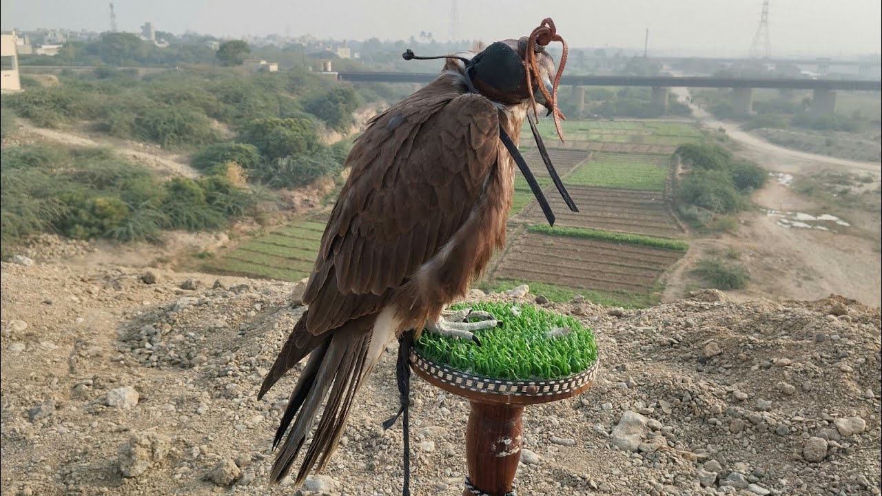 umer hashmi releasing his luggar - YouTube