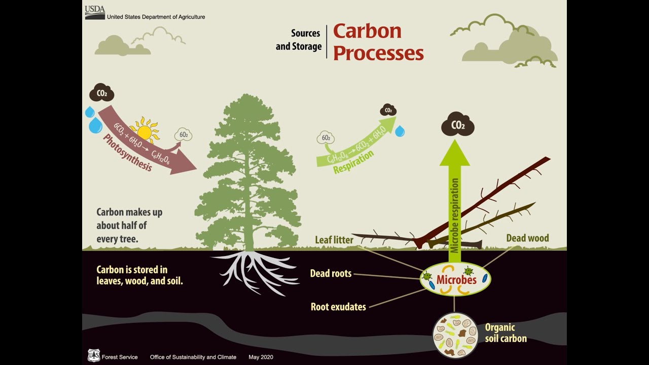 Carbon Processes: Sources and Storage - YouTube