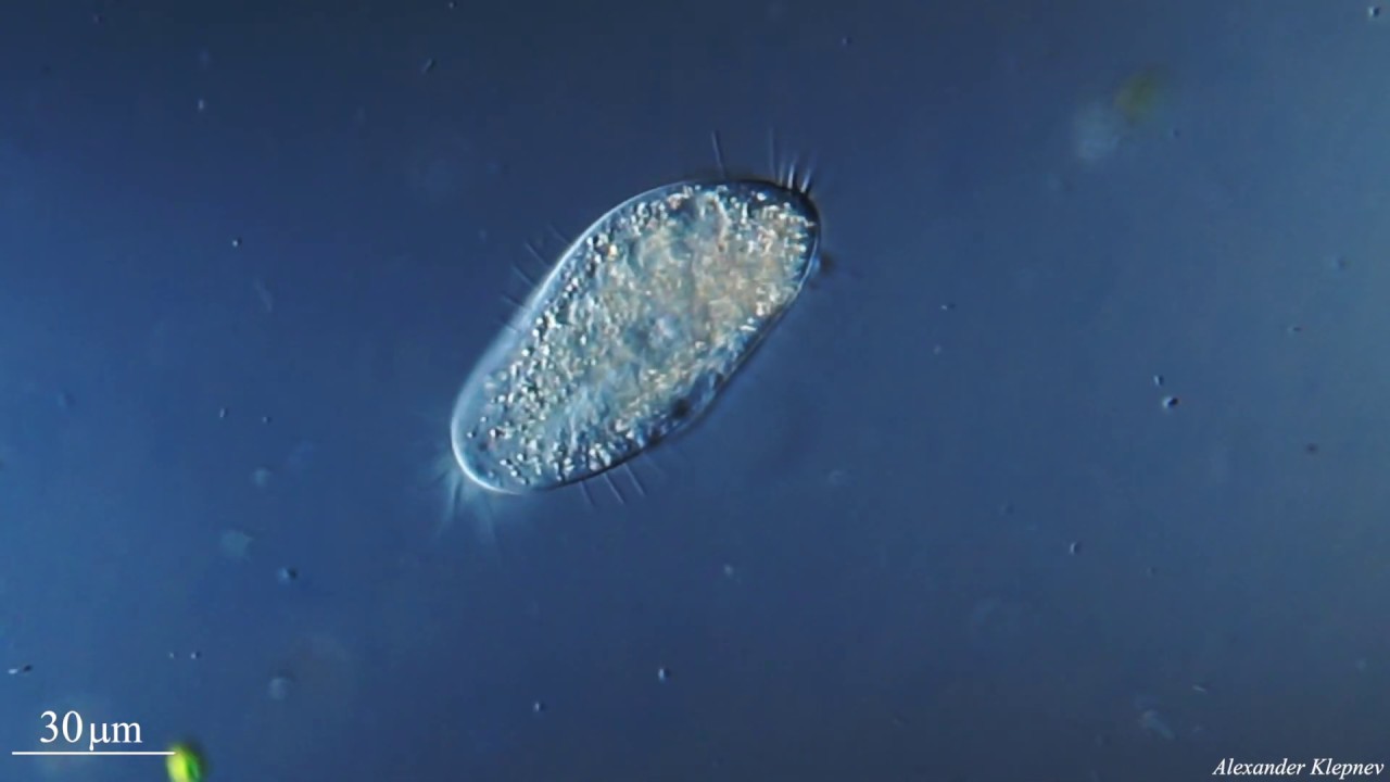 Ciliate under microscope - YouTube