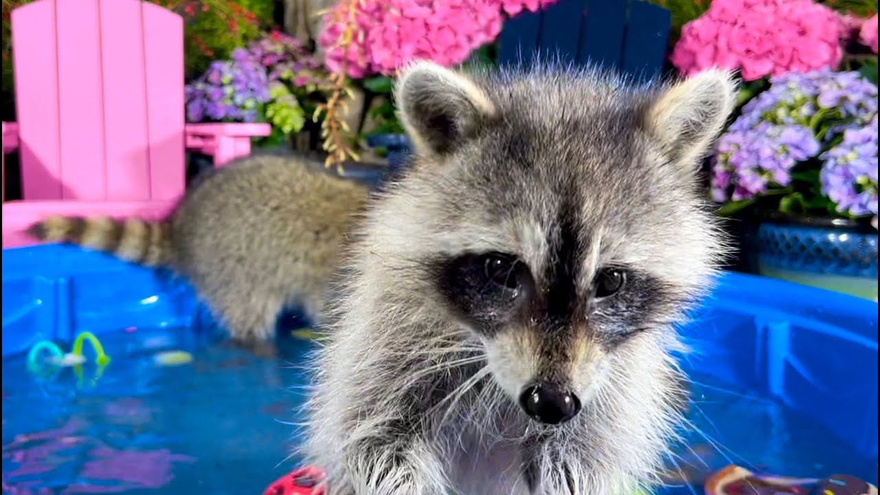 Baby Raccoons at the Crazy Pool Party | Raccoon Show - YouTube