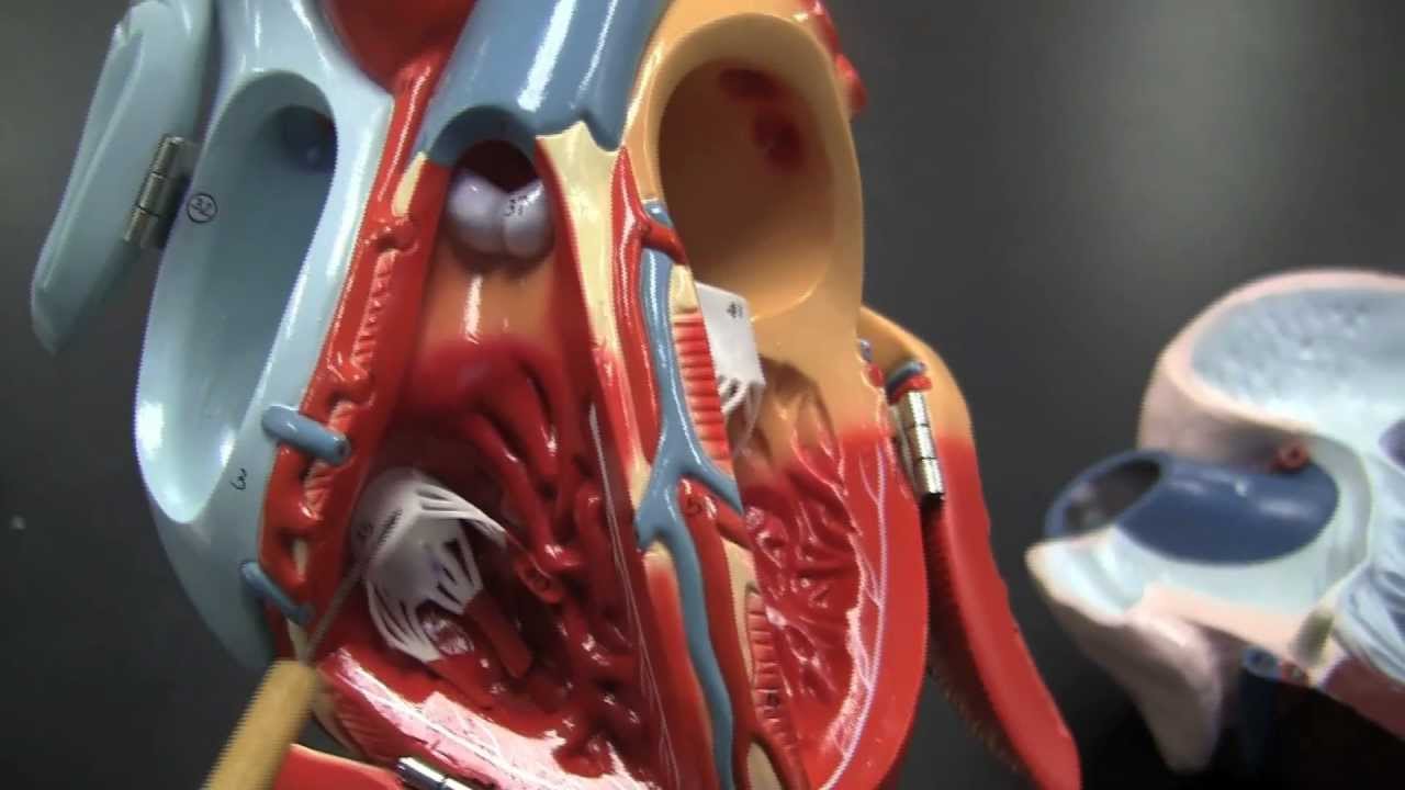 Heart 7 interior (HD video, basic anatomy) - YouTube